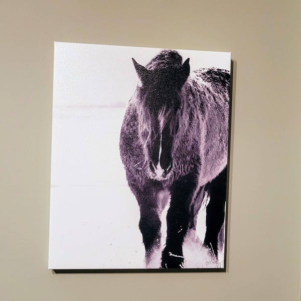Mini Donkey Print Wall Art, Canvas Donkey Print, Aluminum Print Wall ...