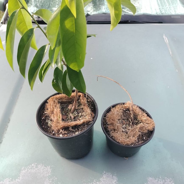 Thornless Mexican Key Lime Tree - 26-30" Tall - Gallon Pot - Live Plant ...