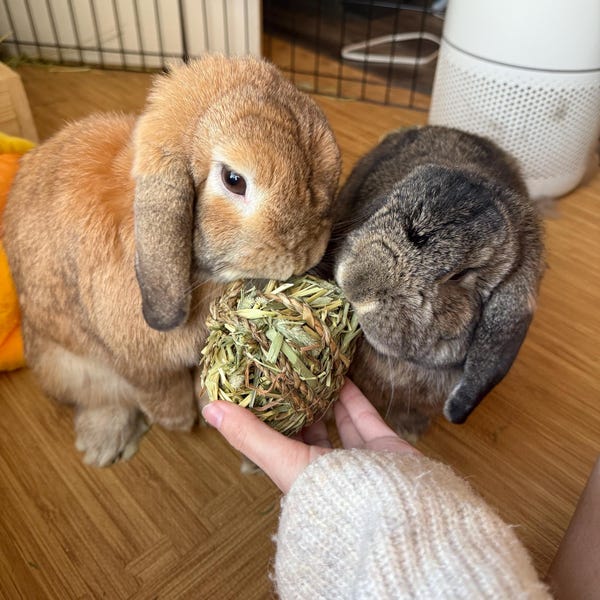 Bunny Care Printable Tool Kit Rabbit Care Tips New Bunny Owner Care ...