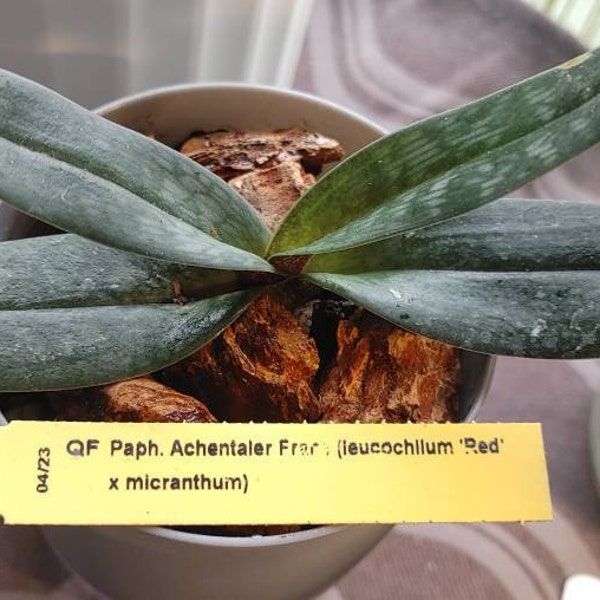 Rlc. Sung Ya Green 'mailman' 2.5 Pot - Etsy