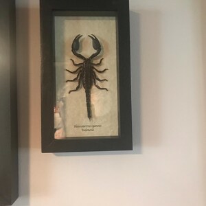 Rare Tarantula Hawk Wasp Framed Taxidermy Pepsis Heros 2.2 Inch ...
