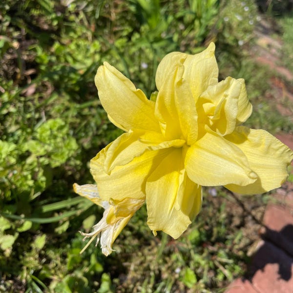 Bearded Iris Rhizome Iris william A. Setchell - Etsy