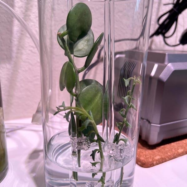 Green String Houseplant String of Coins Indoor or Outdoor Plant Easy ...