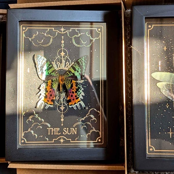Real Framed Ghost Cicada Ayutha Spectabilis Shadow Box Frame Insect ...