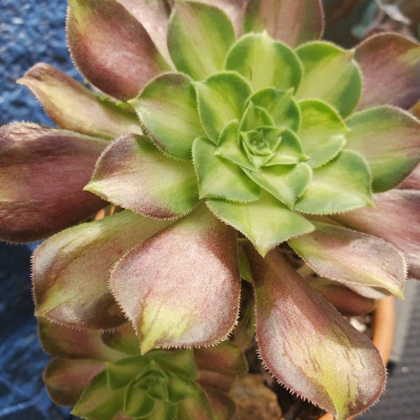 Aeonium With a Baby . Variegated Succulents. Variegated Aeonium. - Etsy