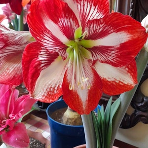 10 Rare Slipper Flower Fascination Flower Seeds EW91001-3 - Etsy