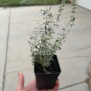 Teucrium Marum Cat Thyme Germander LIVE PLANT in 2.5 Inch Pot - Etsy