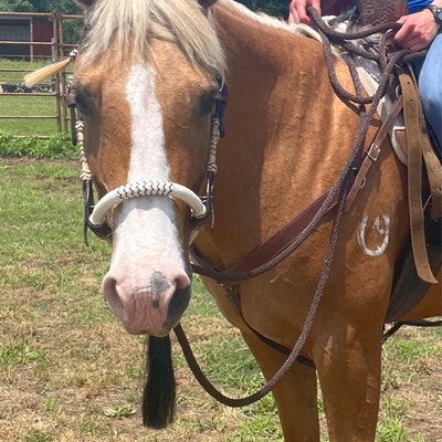 Teal Laced Horse Size Complete Bitless Hackamore Rawhide Bosal - Etsy