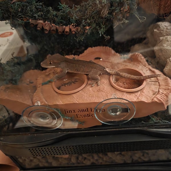 Pink Princess Philodendron Ledge for 0.5oz Deli Cup | Crested Gecko ...