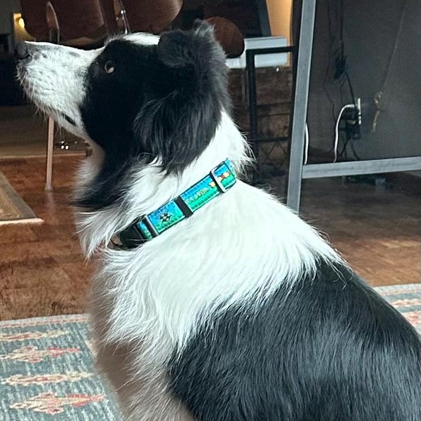AGILITY Collar the Blues - Etsy