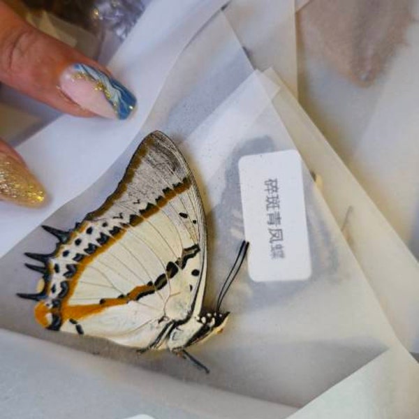 Green Summer Form Butterfly,papilio Maackii Butterfly,butterfly ...