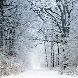 Winter Wonderland Backdrop Portrait Christmas Photography - Etsy