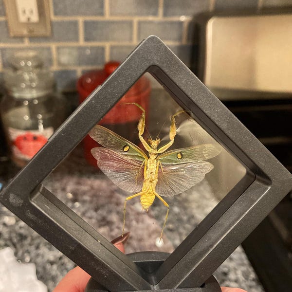 Taxidermy Insect Specimen Keychains Real Insects Bugs Arachnids Lucite ...