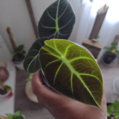 Aglaonema 'bamboo' Sp. Variegated Chinese Evergreen Live Indoor ...