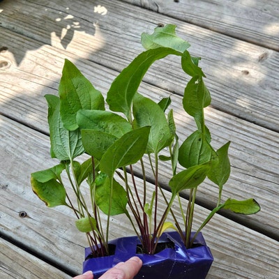 Carex Lurida Shallow Sedge Bareroot Wetland Restoration Live Plant ...