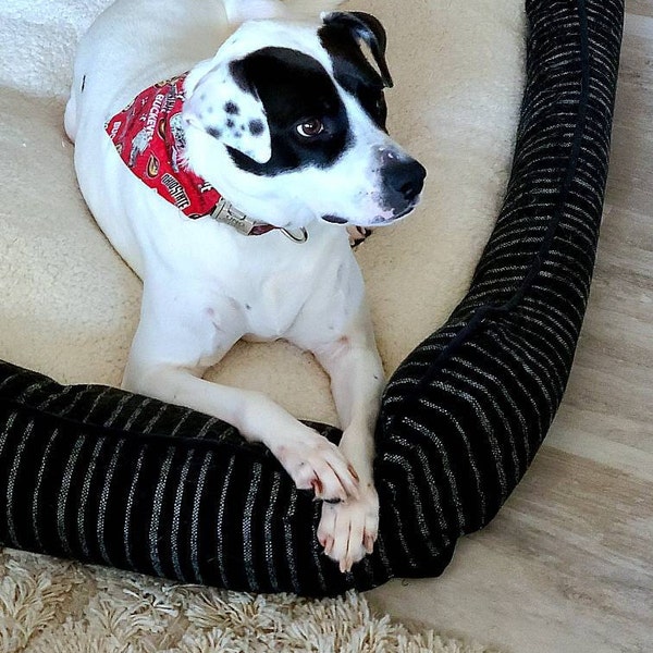 The Ohio State University Brutus Buckeye, Licensed, Over the Collar Dog ...