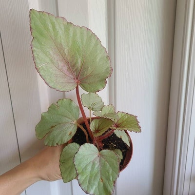4 African Violet cabbage Patch - Etsy