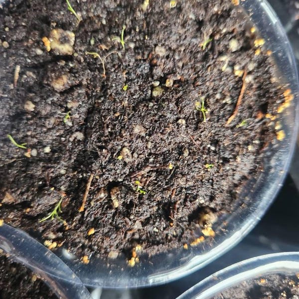 Pinguicula X "pirouette" Butterwort Hybrid - Rare Live Carnivorous ...