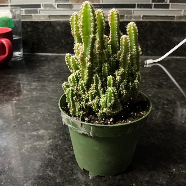 Elliot Planter - Speckled Ombré - Ceramic Pot in Multiple Sizes - Etsy