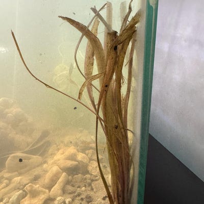 BUY2GET1FREE Java Moss, Bogor Moss Aquarium Plant Easy Aquarium Plant ...