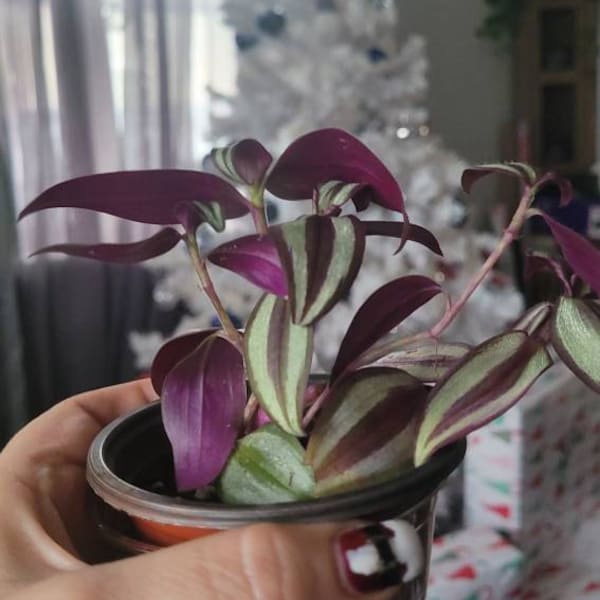 Rare Variegated Philodendron Mican Aurea in a Nursery Pot High ...