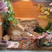 Custom Large Reptile Bearded Dragon Basking Platform, MADE TO ORDER ...