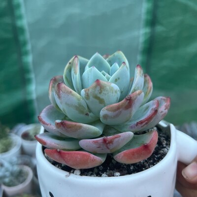 Live Succulents rare Succulents Echeveria 'tango' - Etsy
