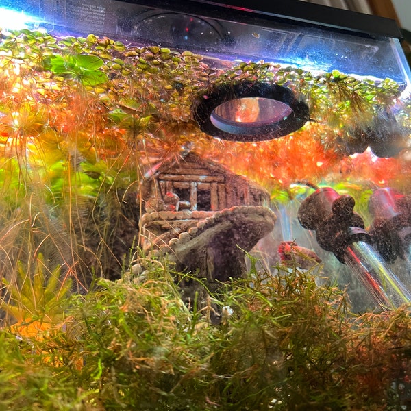 Floating Plant Package #1, Frogbit + Dwarf Water Lettuce + Water ...