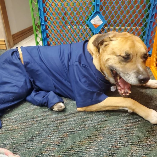 Dog Boy Nurse Scrubs Costume, Boy Dog Nurse Uniform, Puppy Boy Nurse ...