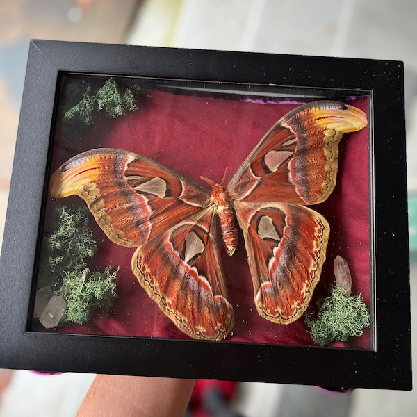 Attacus Atlas Moth Papered Specimen MALE and FEMALE Spcimens, Real ...
