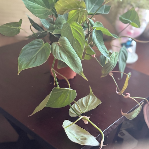 Mican Philodendron | Velvet Leaf Philo | Indoor & Outdoor Live Tropical ...