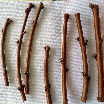 Emerald Pluot Plum X Apricot Hybrid 5 Scion/cuttings - Etsy