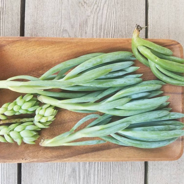 Extra Large Blue Chalk Sticks Cuttings, Curio Repens, Chalk Fingers ...