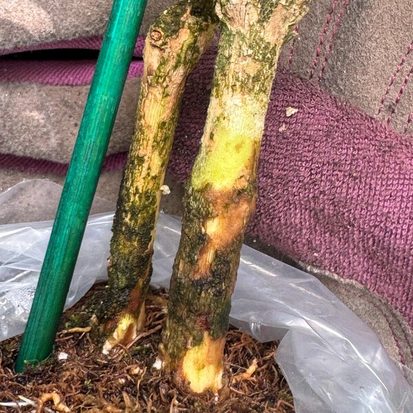 FIREBUSH Firefly Dwarf Scarlet Red Shrub Live Plant Orange Yellow ...