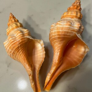 Large Specimen Grade 63.1mm CONUS Regius Royal, Crown Cone SEASHELL JB ...