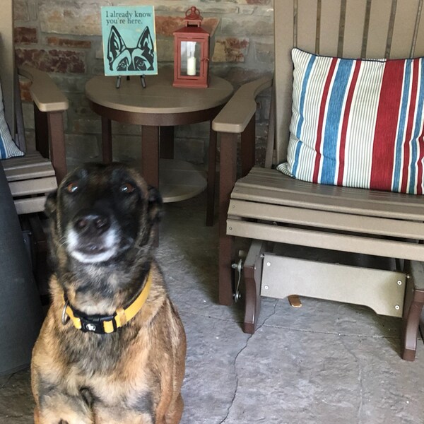 Belgian Malinois I Already Know You're Here Sign, Porch Warning Sign ...