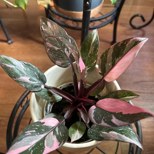 Large Neon Pothos Hanging House Plant Trailing Indoor Plant in 6 Pot - Etsy