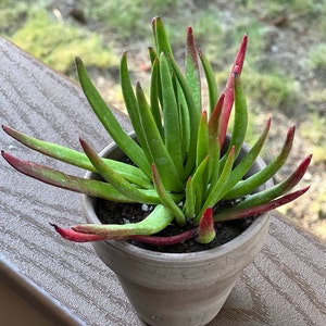 Aeonium 'voodoo' Giant Red Aeonium Succulent Plant - Etsy