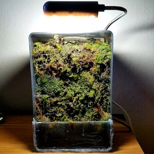 Spoon Leaved Moss Bryoandersonia Illecebra Live Terrarium Moss - Etsy