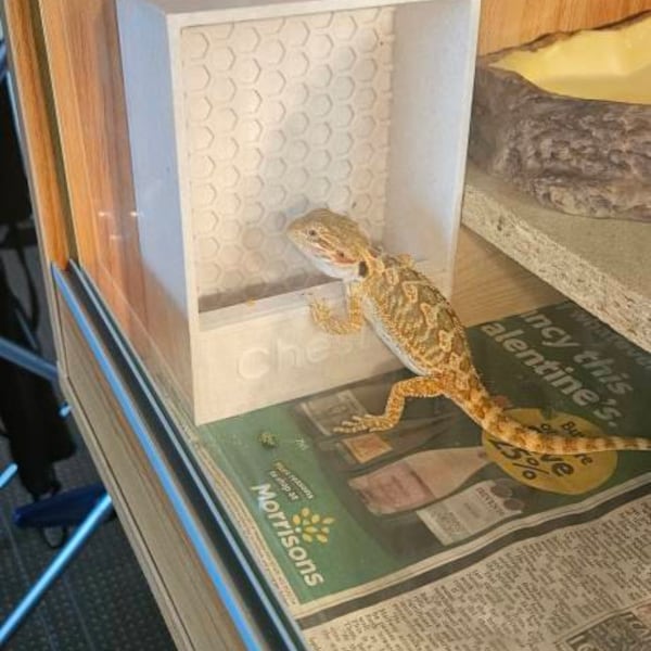 Personalised Reptile Insect Feeder, Chameleon Feeding Box, Gift for ...