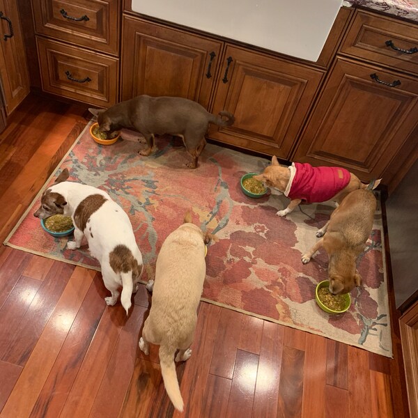 Modified Hoxsey With or Without Boneset - Etsy