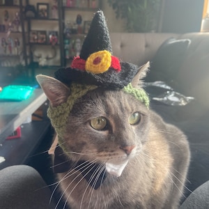 Apple Hat for Cats - Etsy