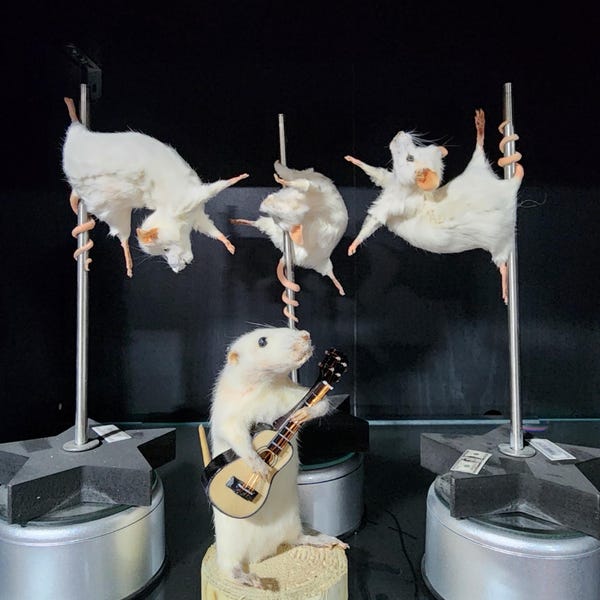 Taxidermy Mouse With Bagpipes, Rat, Rodent, Scottish, Scotland,musical ...