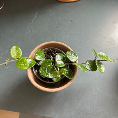 Hoya Lacunosa Leopard Skin 2-inch Exact House Plant - Etsy
