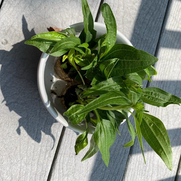 5 Mixed Coreopsis Starter Perennials. Loves Sun. Super Easy to Grow ...