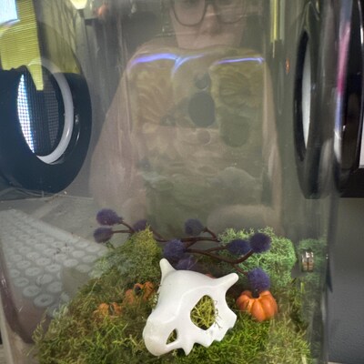 Jumping Spider or Tarantula Cubone Skull Decoration - Etsy