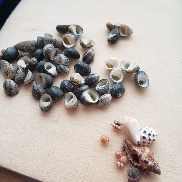 Hawaii Black Opihi Limpet Sea Shell Pack of 50 Assorted Size Limpets - Etsy