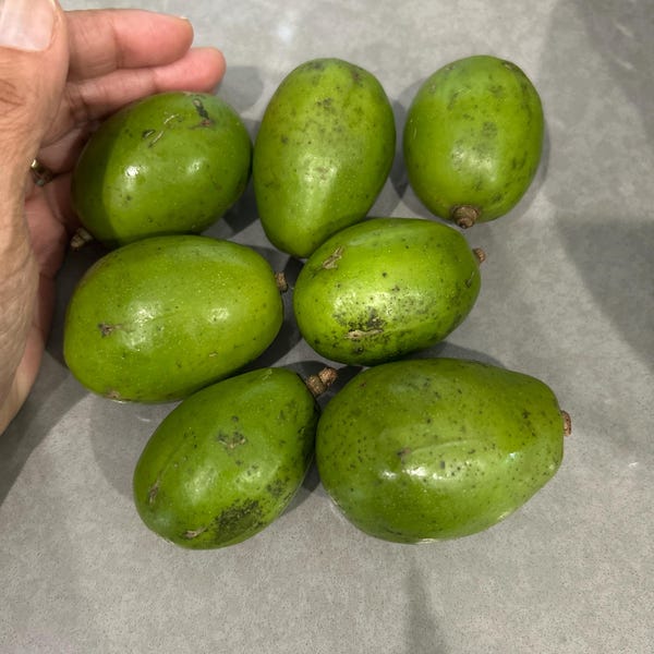 3LBS Fresh Dwarf June Plums - Always Freshly Picked - ** Pre Orders ...