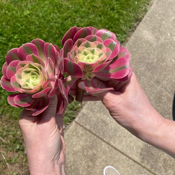 Cactus - Basketball Plant - Euphorbia Obesa in 6" Pot - Will Ship Bare ...