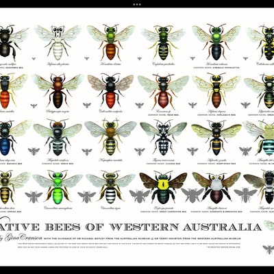 Native Bees of Queensland Poster third Edition - Etsy Australia
